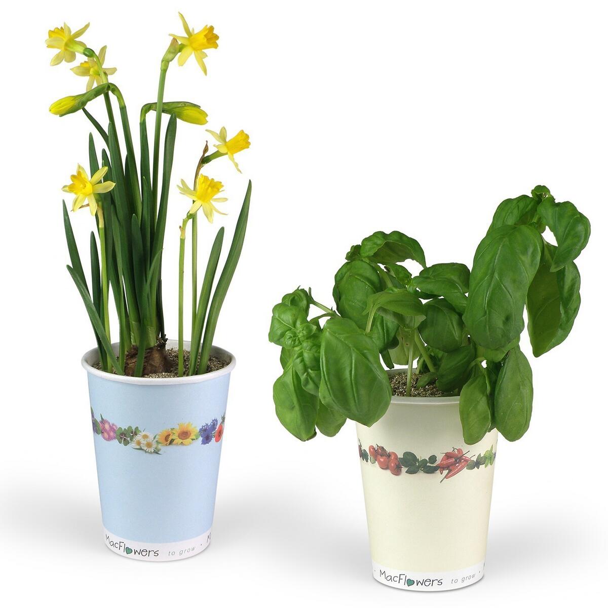 MacFlowers - Blumen im Becher TO GROW Küchenpflanzen und Geschenk Set ...