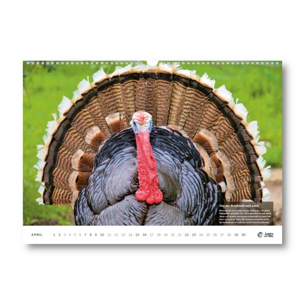 roots of compassion - Wandkalender Tiere einfach leben lassen - 100 % ...