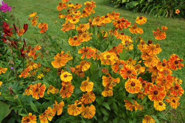 Alte-Imkerei - Helenium 'Waltraut' | Avocadostore