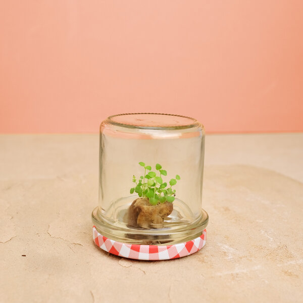 primoza GmbH - Tee Geschenkset - Der Wachsende Tee Tomatenparadies ...